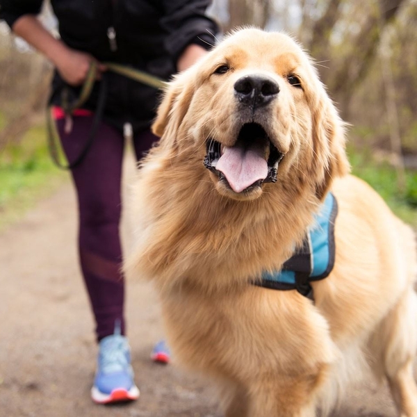 17 Best Dog Food Brands - Must Read This Before Buying