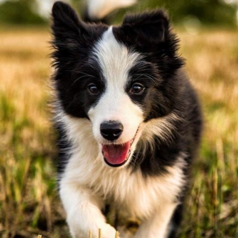 Lancaster Puppies Review - Must Read This Before Buying