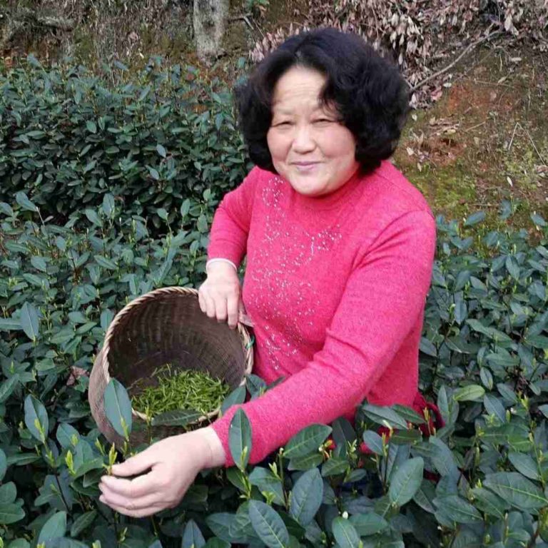 Verdant Tea Review - Must Read This Before Buying