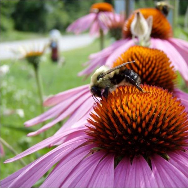 Burt's Bees Review - Must Read This Before Buying