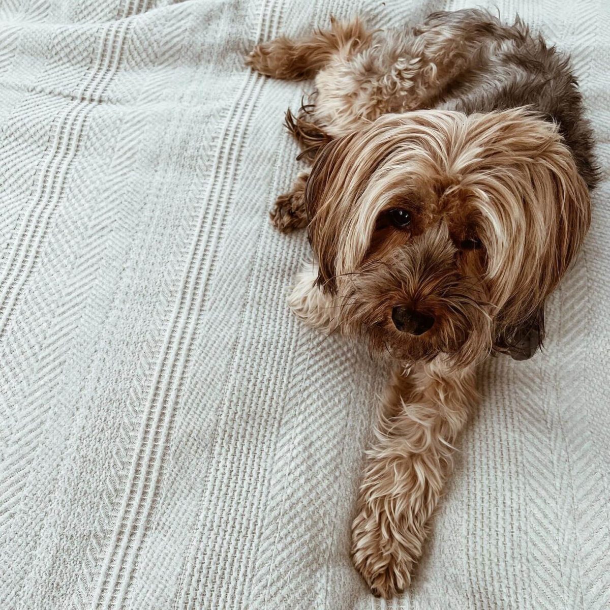 Coyuchi Review - Must Read This Before Buying