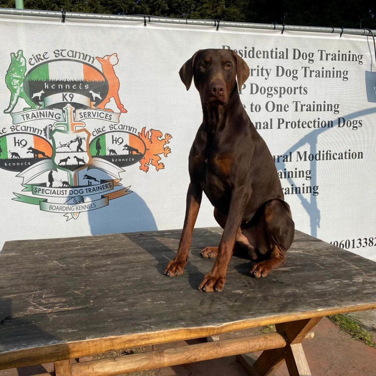 K9 Dog Training Review Must Read This Before Buying K9 Dog Training Review Must Read This Before Buying