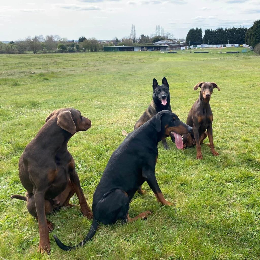 K9 Dog Training Review Must Read This Before Buying K9 Dog Training Review Must Read This Before Buying