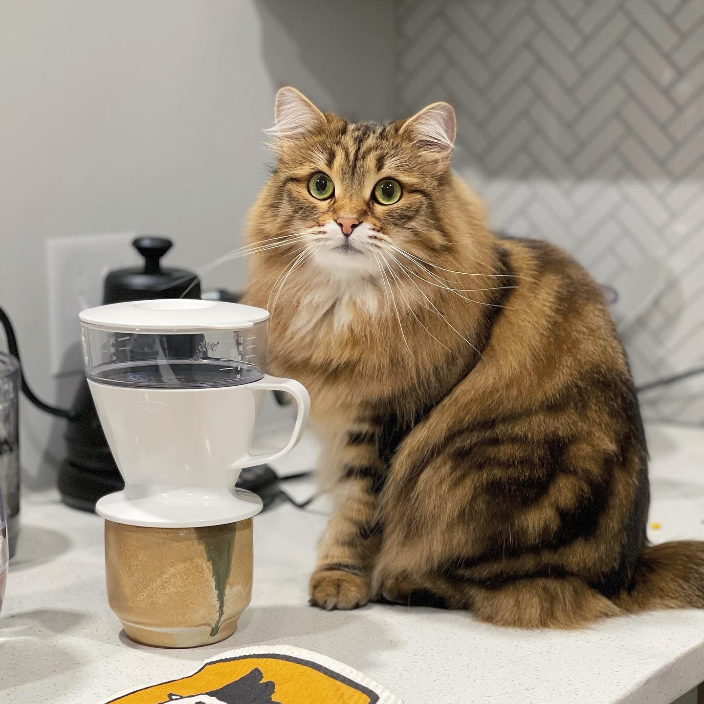 OXO Review - Must Read This Before Buying