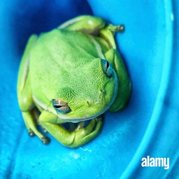 Alamy Review - Must Read This Before Buying