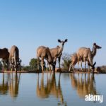 Alamy Review - Must Read This Before Buying