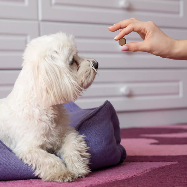 Allivet Review - Must Read This Before Buying