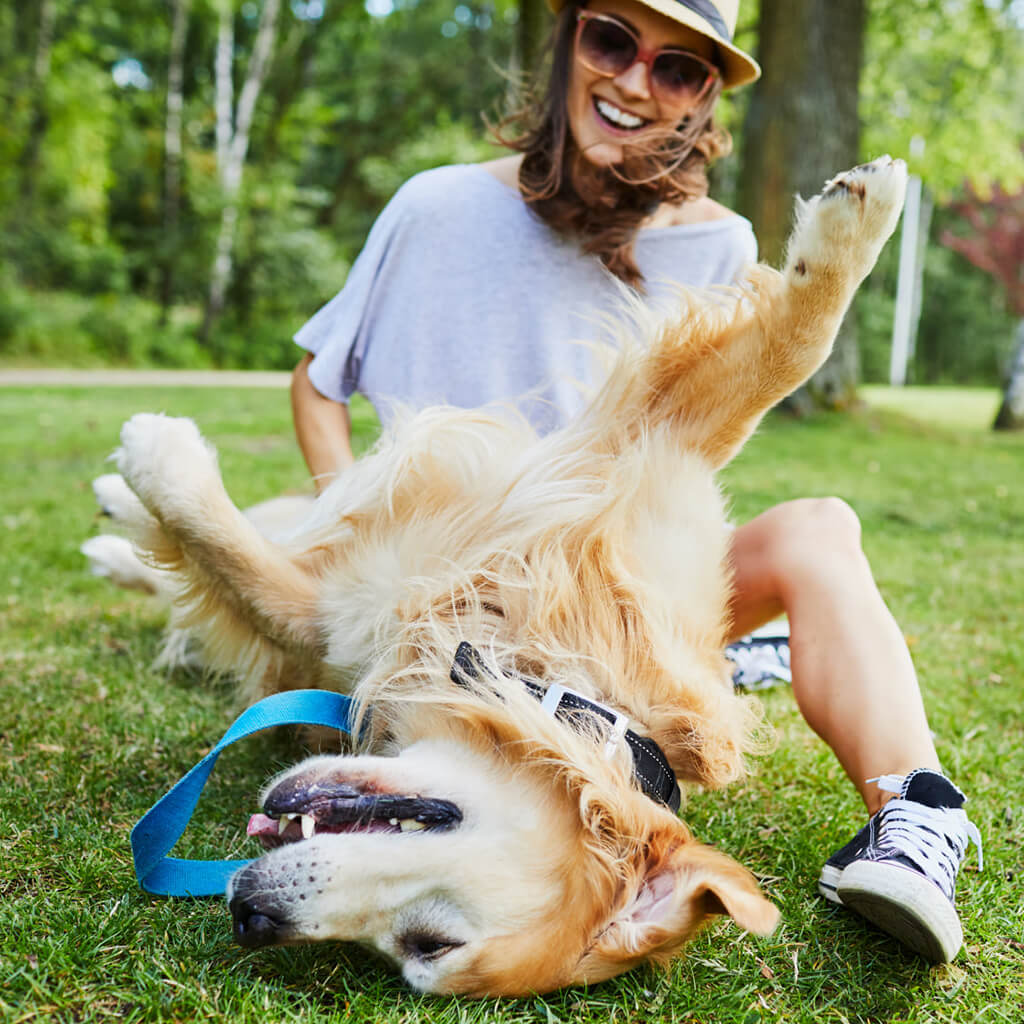 Allivet Review - Must Read This Before Buying