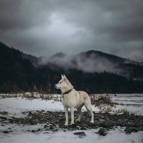 Allivet Review - Must Read This Before Buying