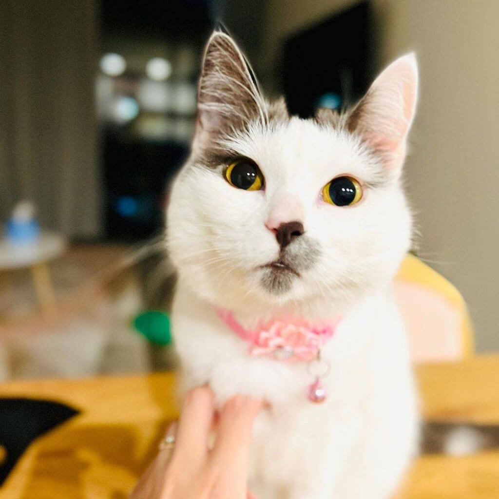 Allivet Review - Must Read This Before Buying