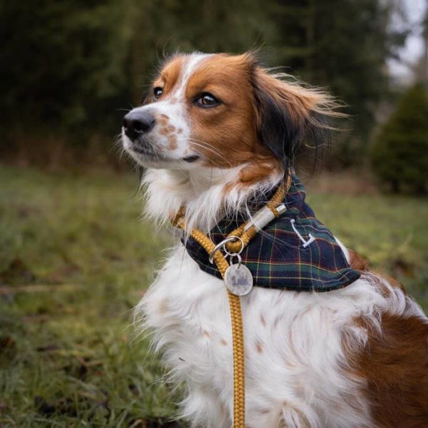 Allivet Review - Must Read This Before Buying