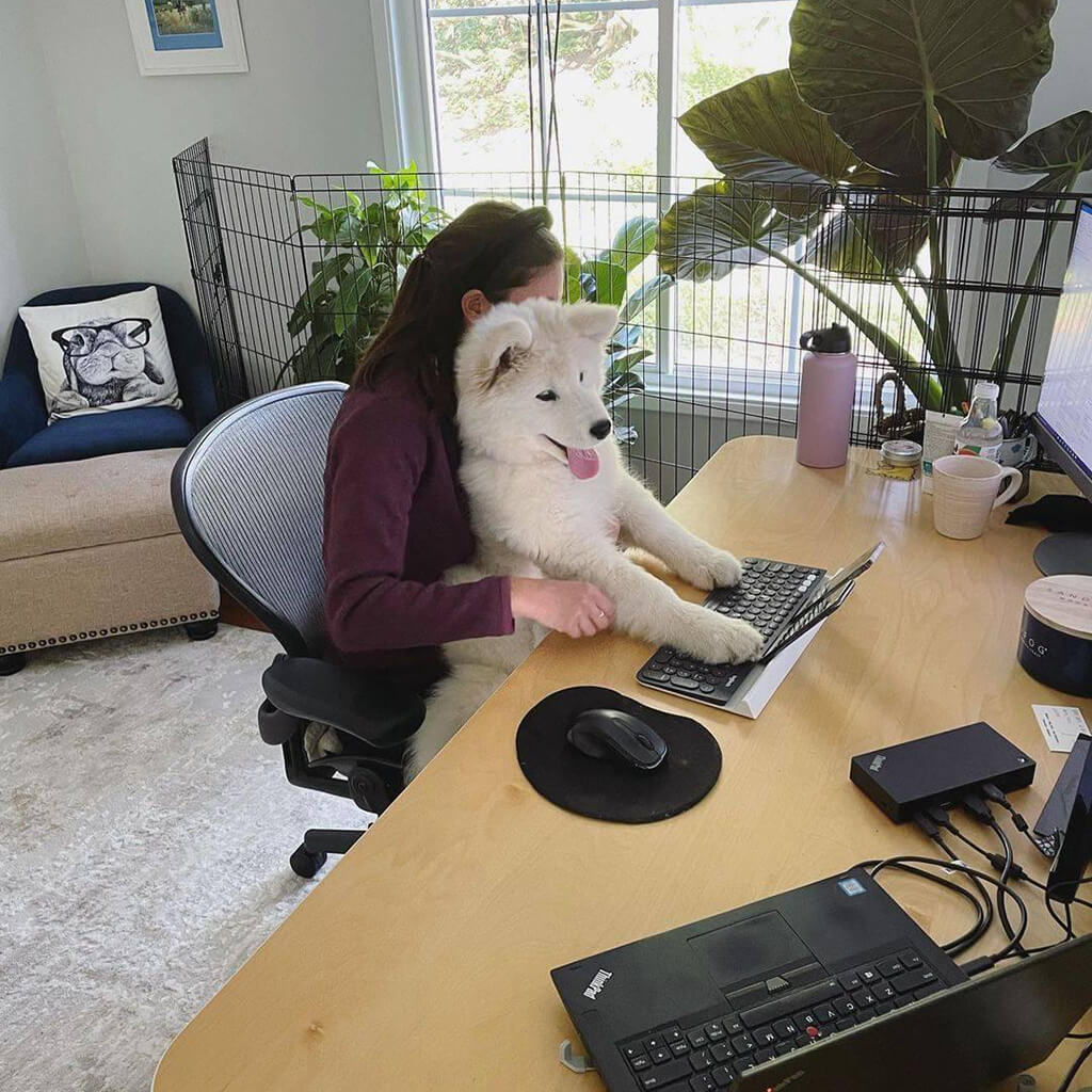 Allivet Review - Must Read This Before Buying