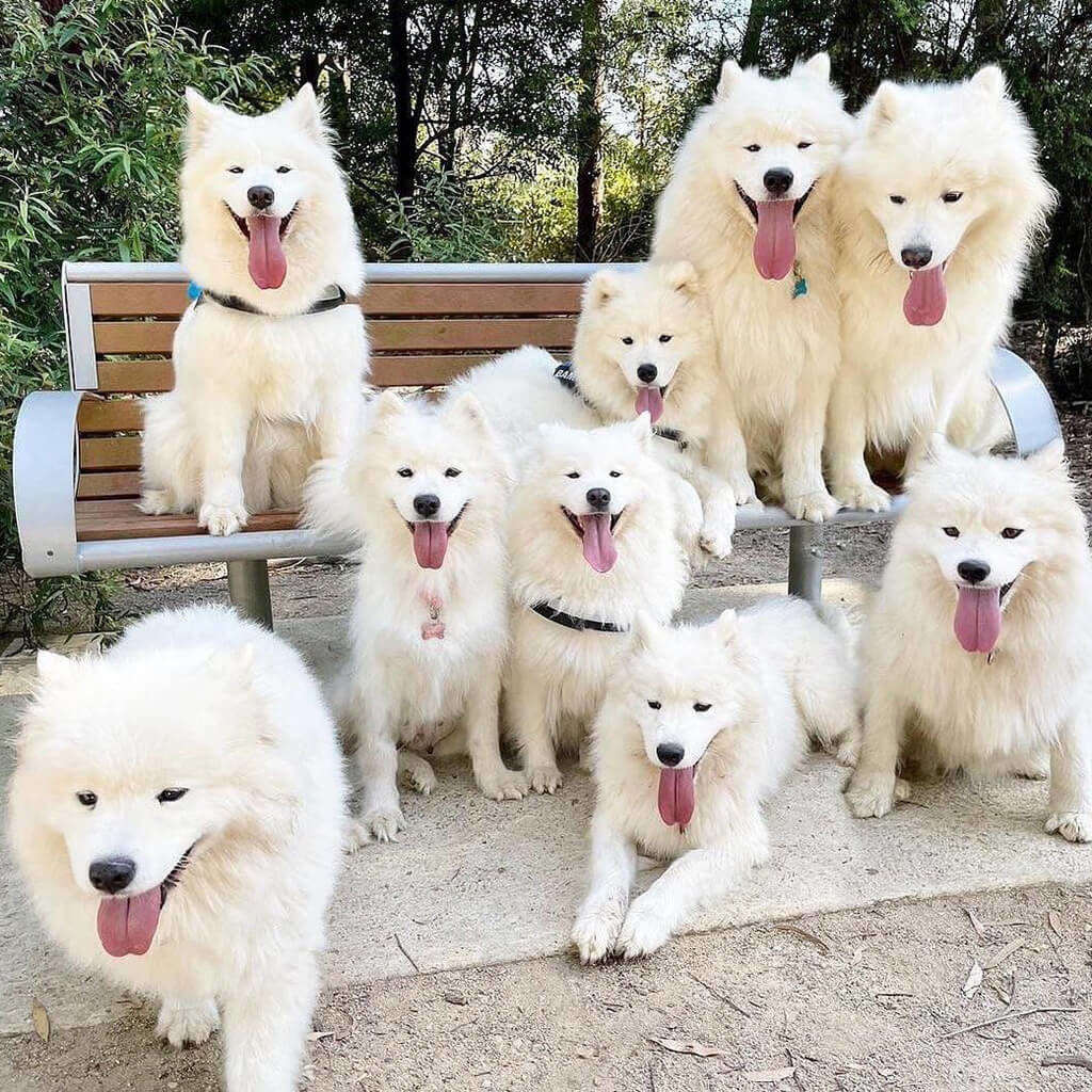 Allivet Review - Must Read This Before Buying