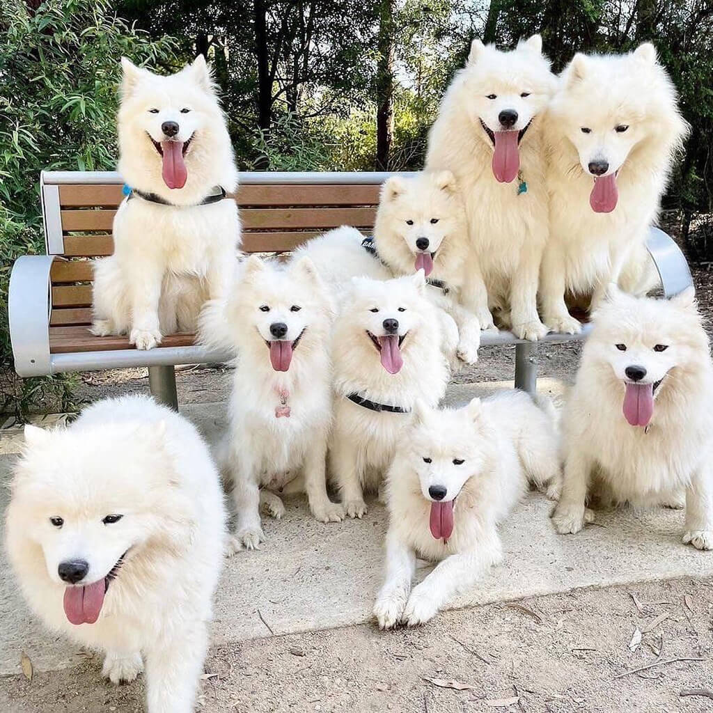 Allivet Review - Must Read This Before Buying