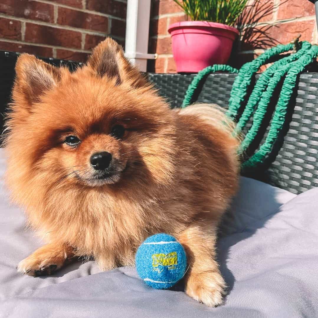 Butternut Box Review - Must Read This Before Buying