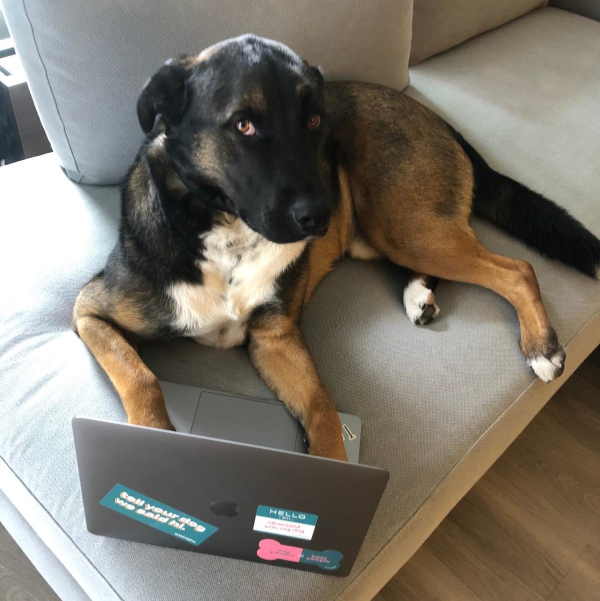 Jinx Dog Food Review - Must Read This Before Buying