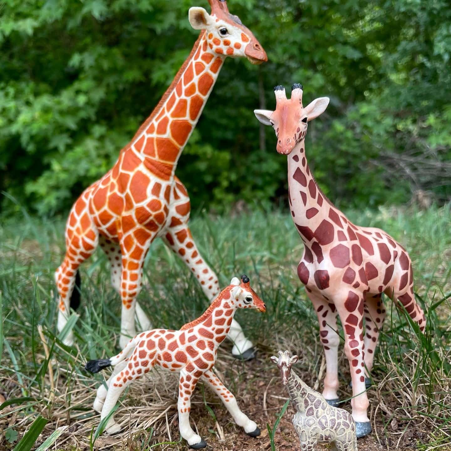 Safari Ltd Review – Form Theory