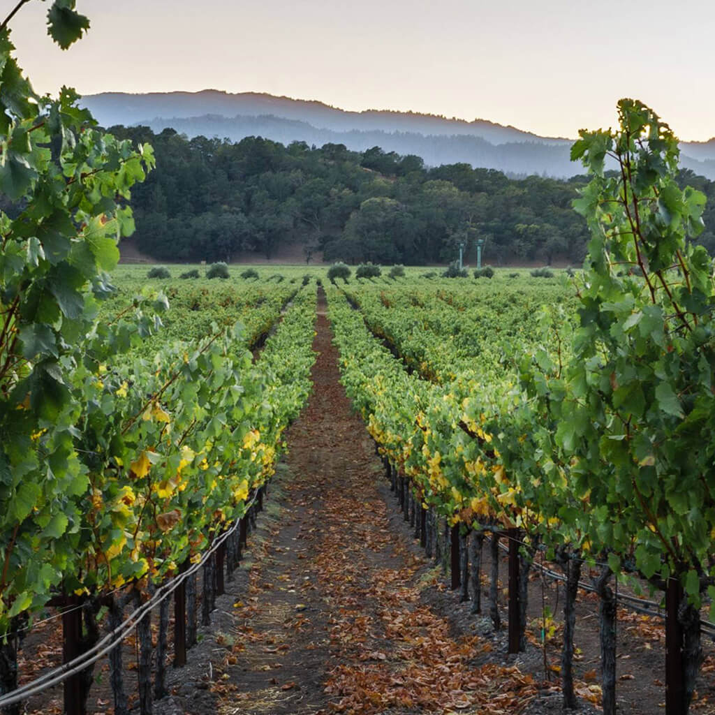 Vivino Review - Must Read This Before Buying