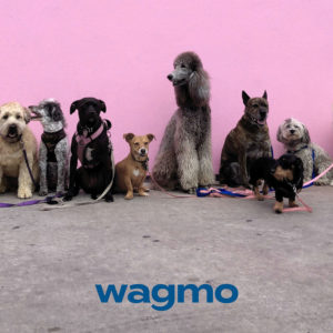 Wagmo Pet Insurance Review - Must Read This Before Buying