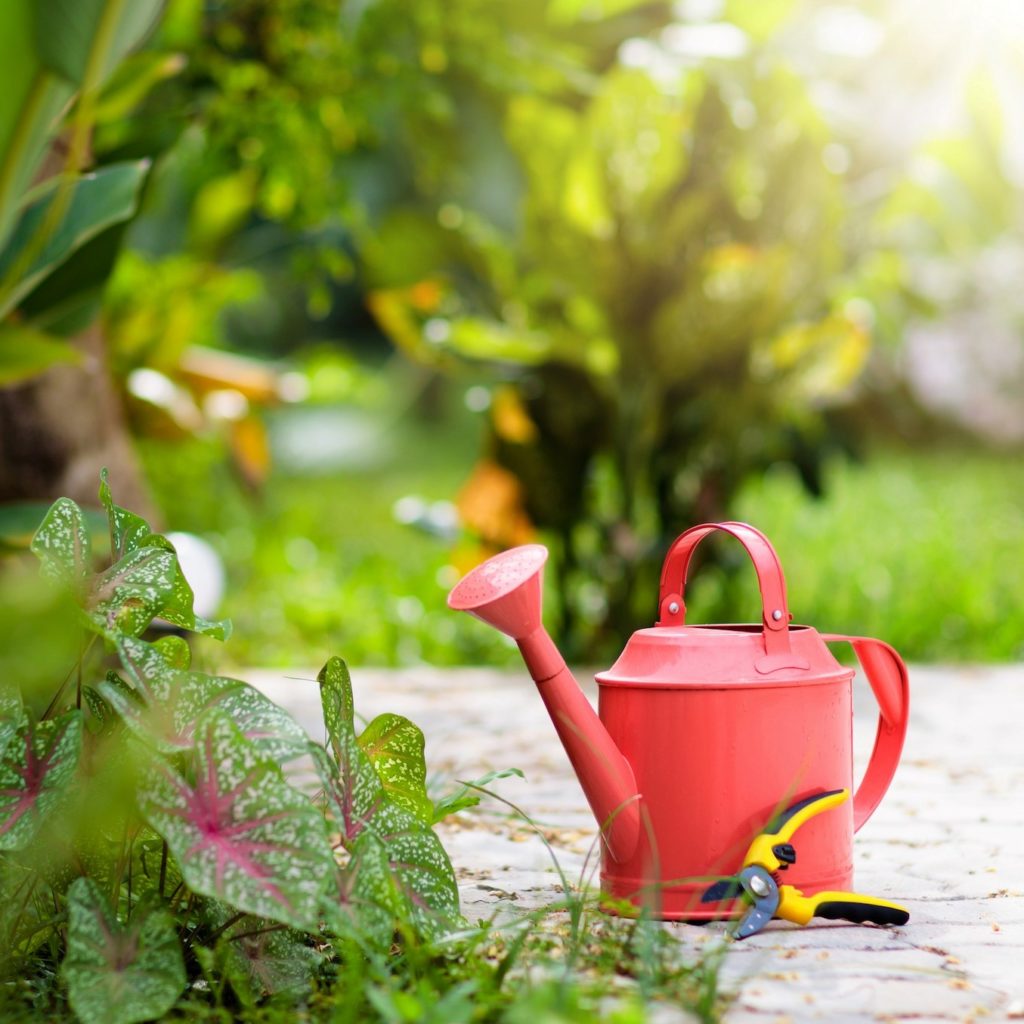 Fast Growing Trees Review - Must Read This Before Buying