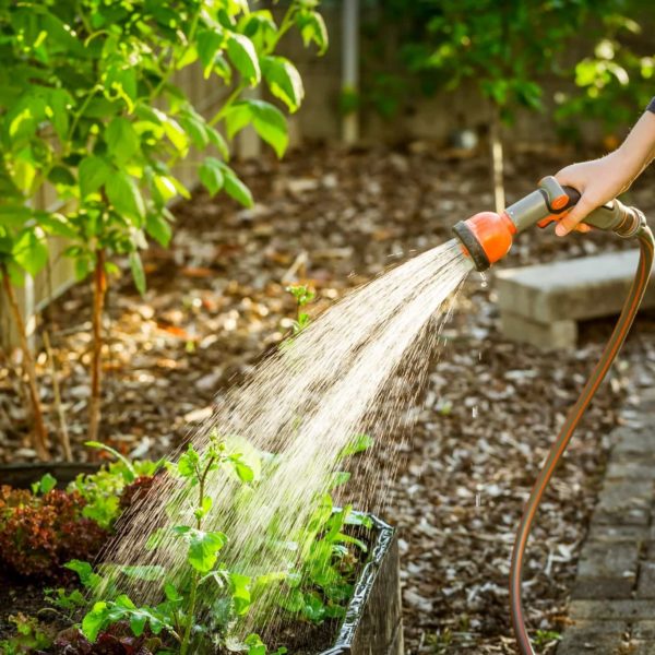 Fast Growing Trees Review - Must Read This Before Buying