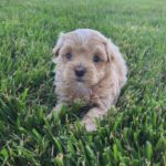 PuppySpot Review - Must Read This Before Buying