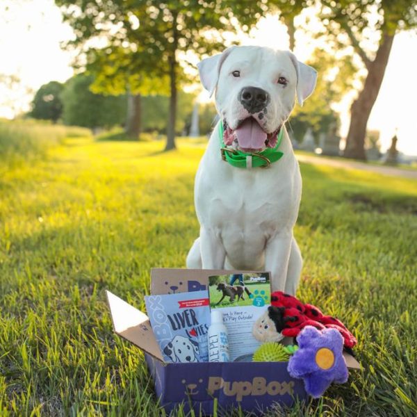 Barkbox vs Pupbox Review - Must Read This Before Buying