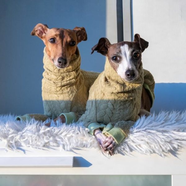 Vetster Review - Must Read This Before Buying