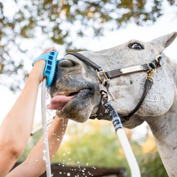 Vetster Review - Must Read This Before Buying