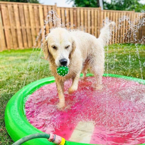 Vetster Review - Must Read This Before Buying