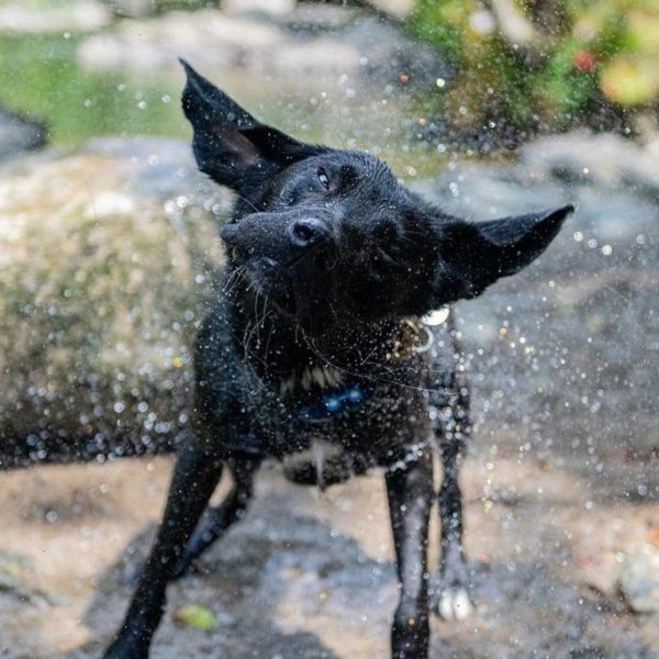 Vetster Review - Must Read This Before Buying