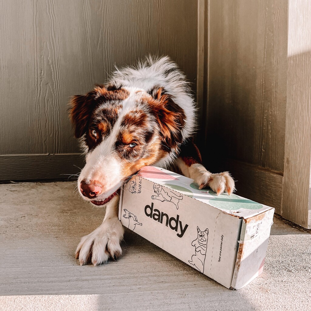 dandy Review - Must Read This Before Buying