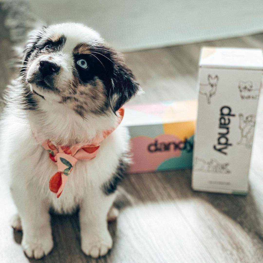 dandy Review - Must Read This Before Buying