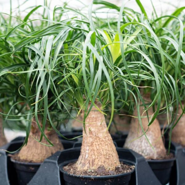 My Perfect Plants Review - Must Read This Before Buying