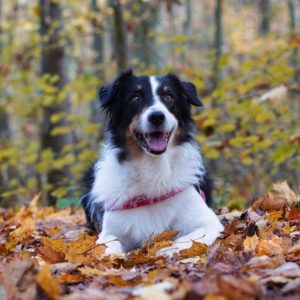 Viovet Review - Must Read This Before Buying