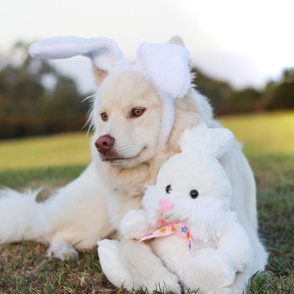 Viovet Review - Must Read This Before Buying