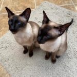 Viovet Review - Must Read This Before Buying