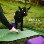 Apolla Performance Wear Review - Must Read This Before Buying