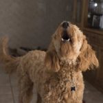 BarxBuddy Review - Must Read This Before Buying