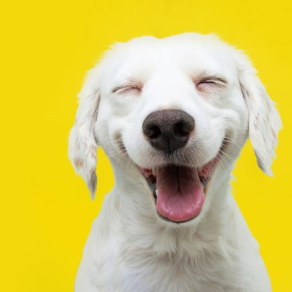 BarxBuddy Review - Must Read This Before Buying