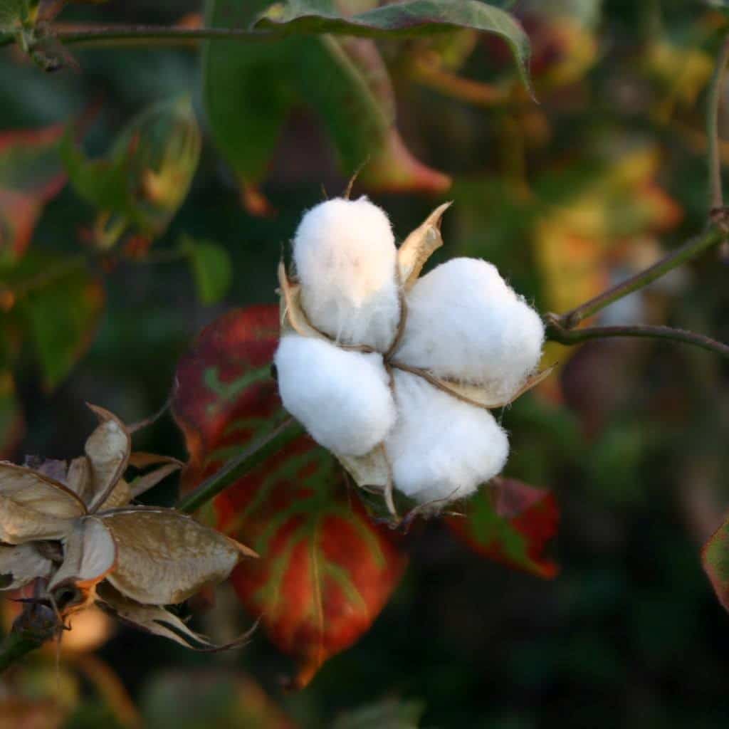 Pact Clothing Review - Must Read This Before Buying