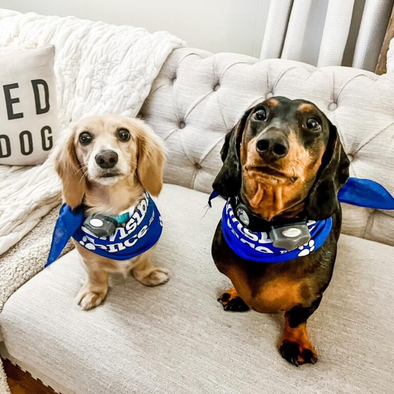 12 Best GPS Dog Fences - Must Read This Before Buying