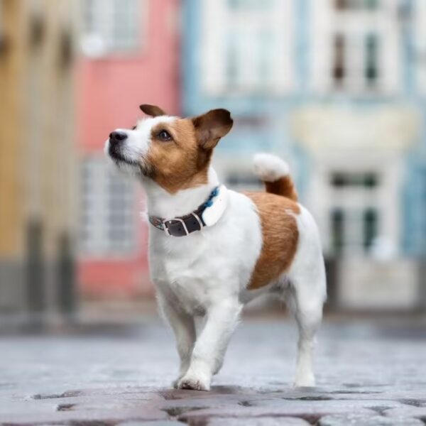 11 Best Wireless Dog Fences - Must Read This Before Buying