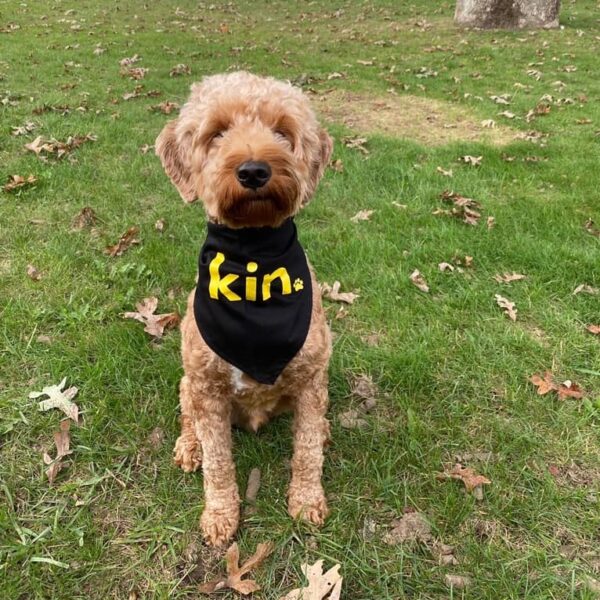 Kin Insurance Review - Must Read This Before Buying