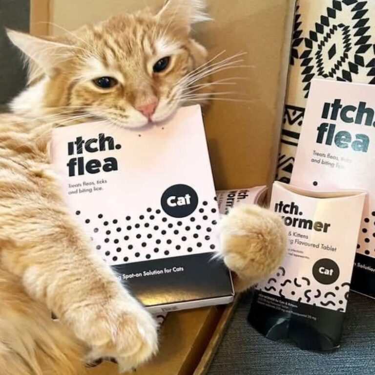 Itch Pet Review - Must Read This Before Buying