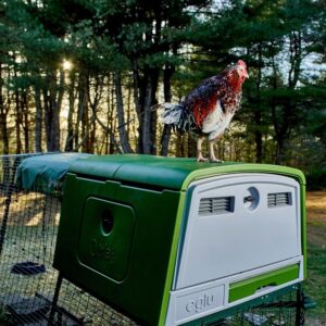 Omlet Eglu Chicken Coops Review: A Comprehensive Guide to Choosing the ...