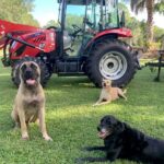 7 Stores Like Tractor Supply for Farming and Outdoor Needs - Must Read ...