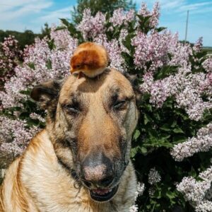 7 Stores Like Tractor Supply for Farming and Outdoor Needs - Must Read ...