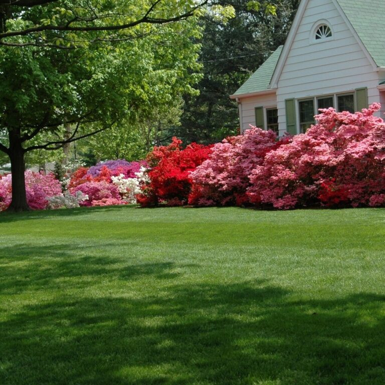 Lawn Doctor Review - Must Read This Before Buying