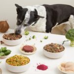 Lyka Pet Food Review - Must Read This Before Buying